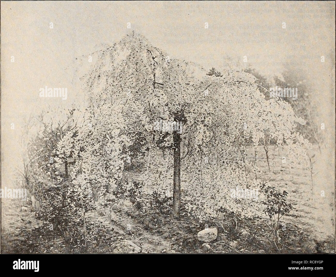 Double headed rose hi-res stock photography and images - Alamy