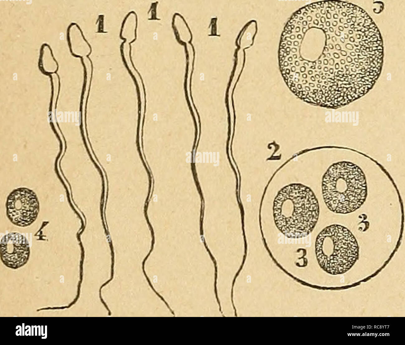 Cellule du corps humain hi-res stock photography and images - Alamy