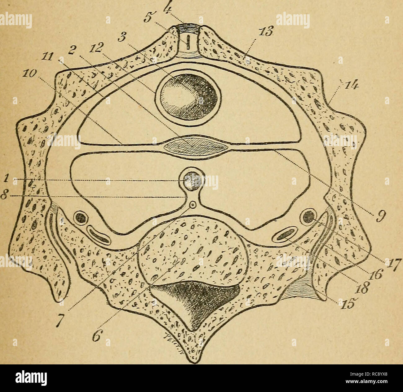 Plancher pelvien humain hi-res stock photography and images - Alamy