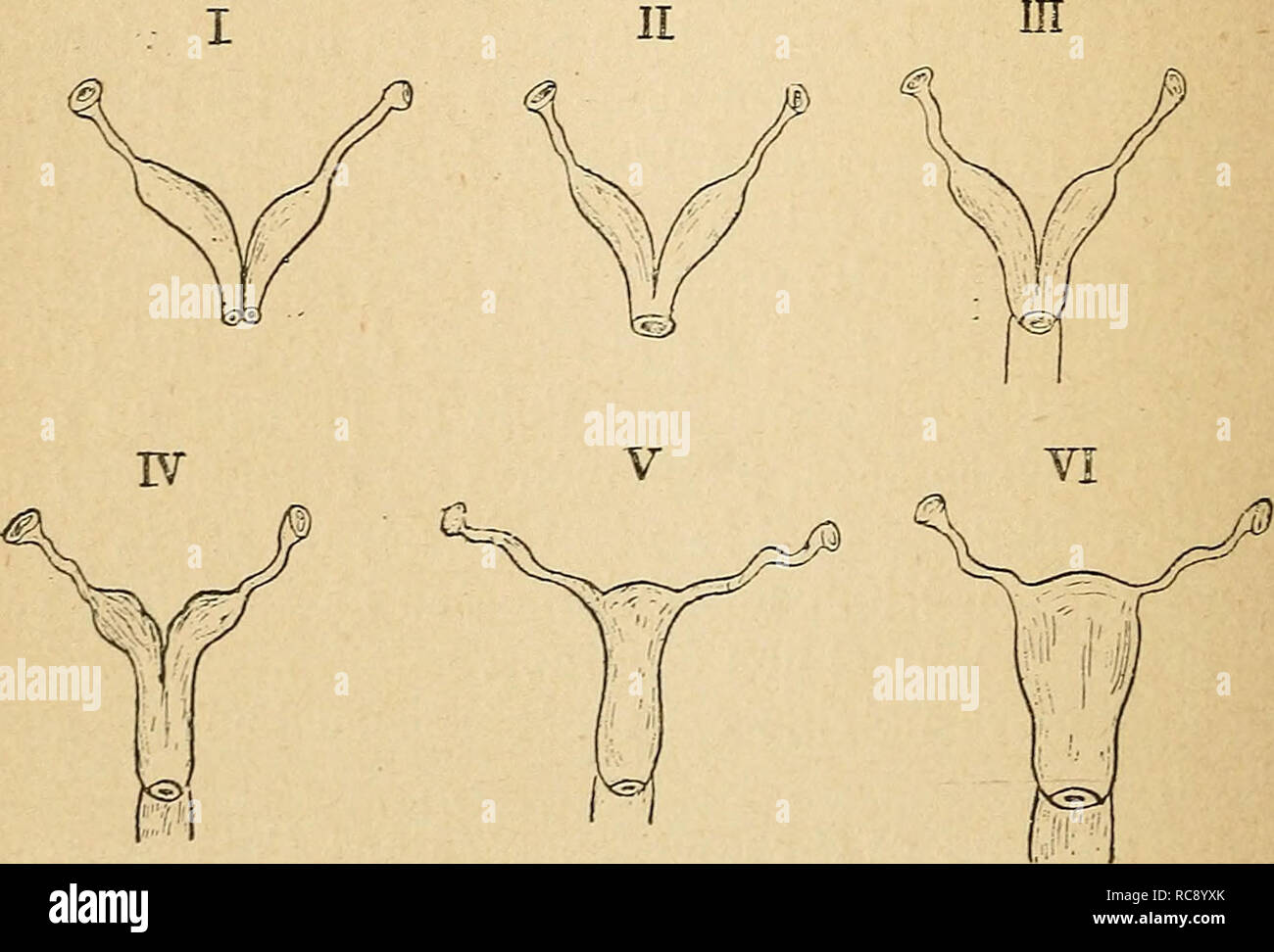 Les organes internes humain hi-res stock photography and images - Alamy