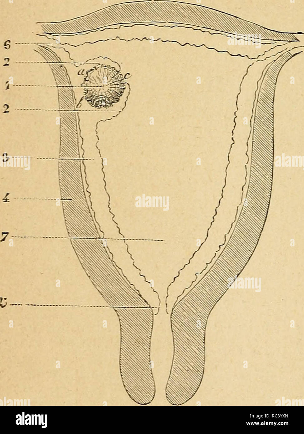 Caduque High Resolution Stock Photography and Images - Alamy