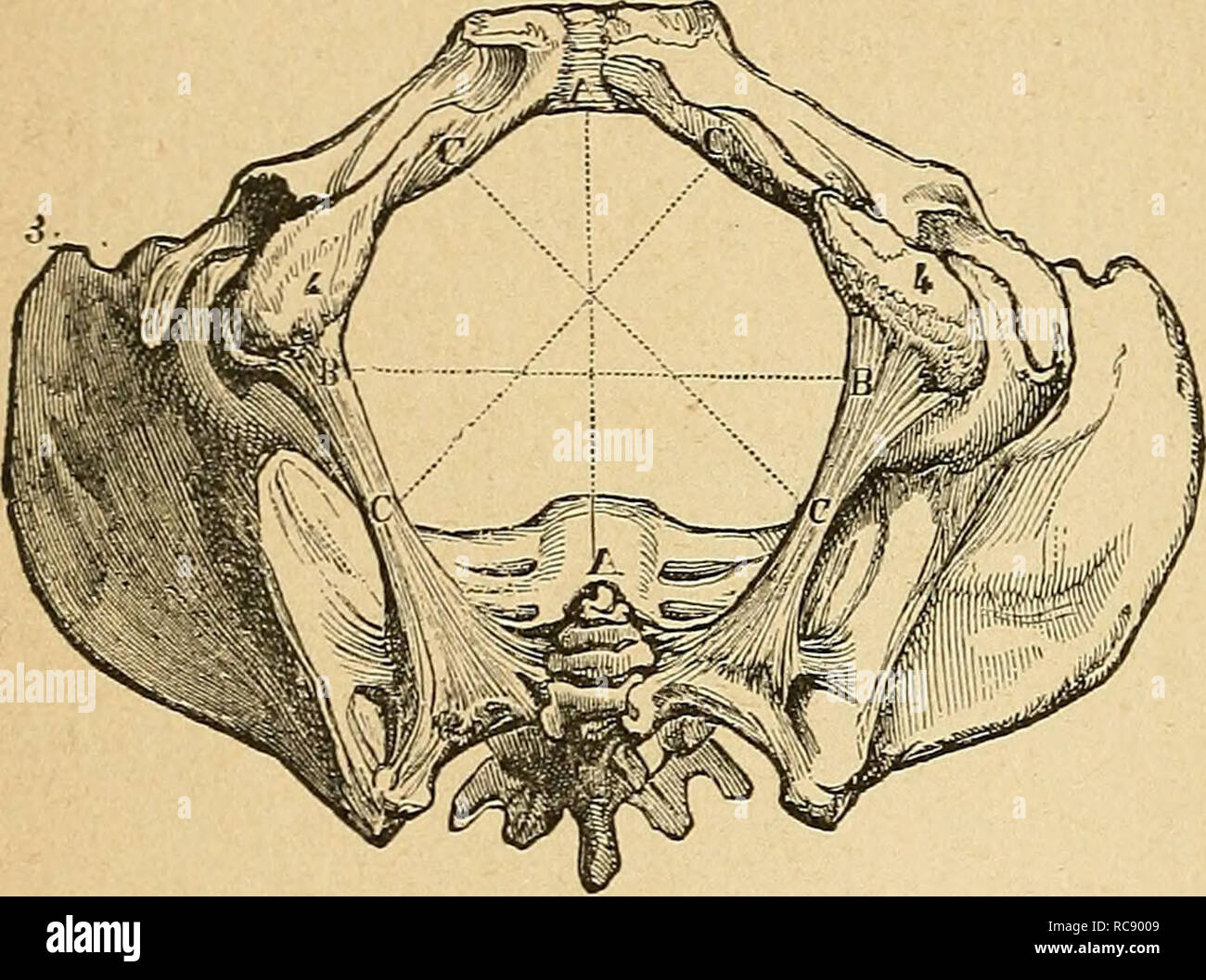 Symphyse pubien hi-res stock photography and images - Alamy