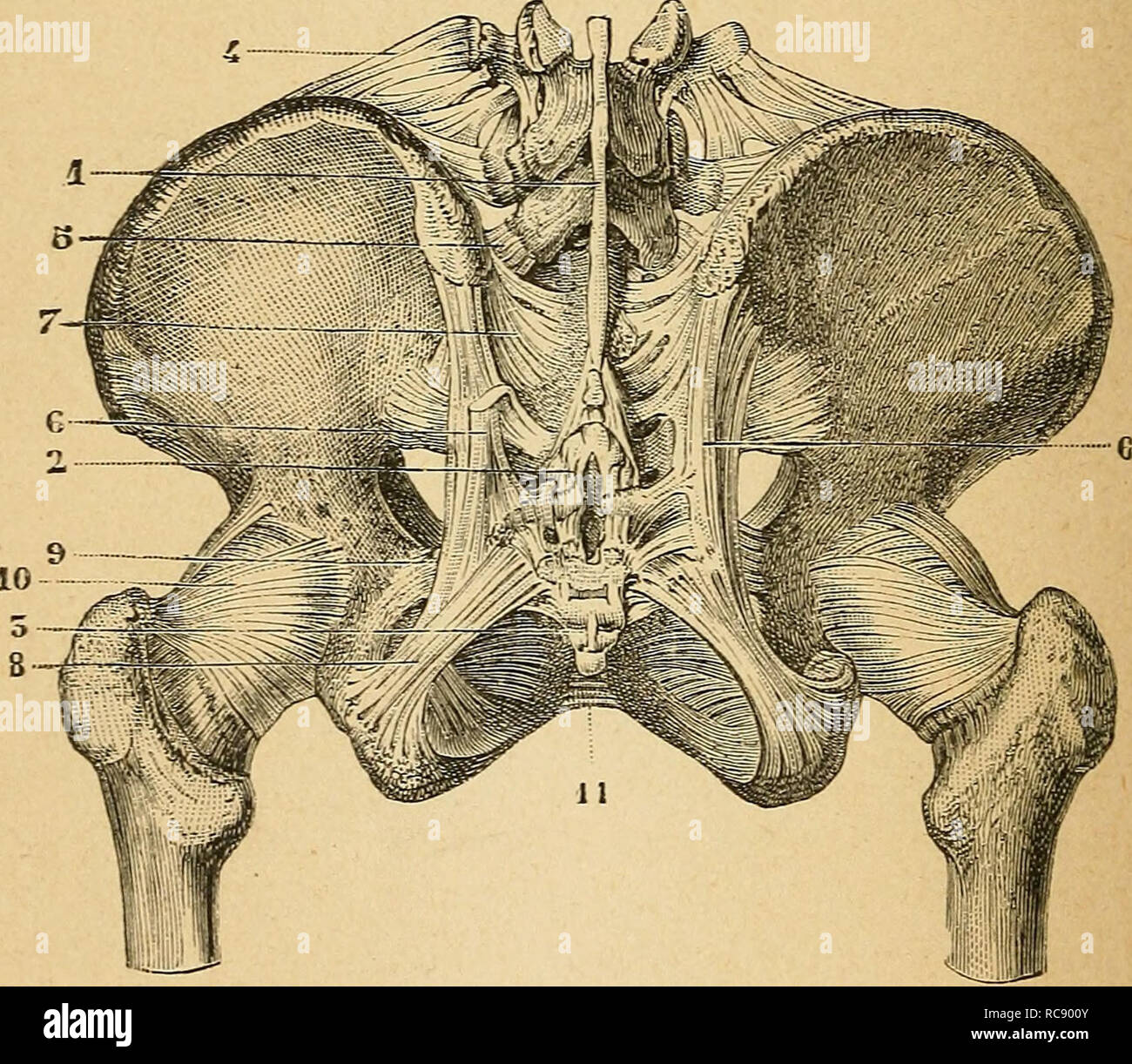 Ligaments du bassin humain hi-res stock photography and images - Alamy