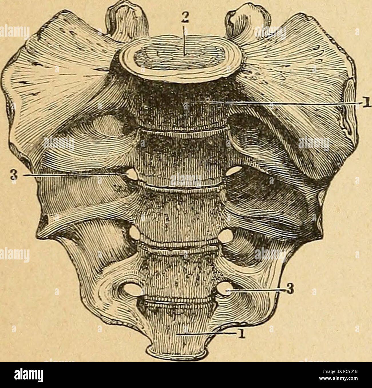 . ElÃ©ments d'anatomie et de physiologie gÃ©nitale et obstÃ©tricale ...
