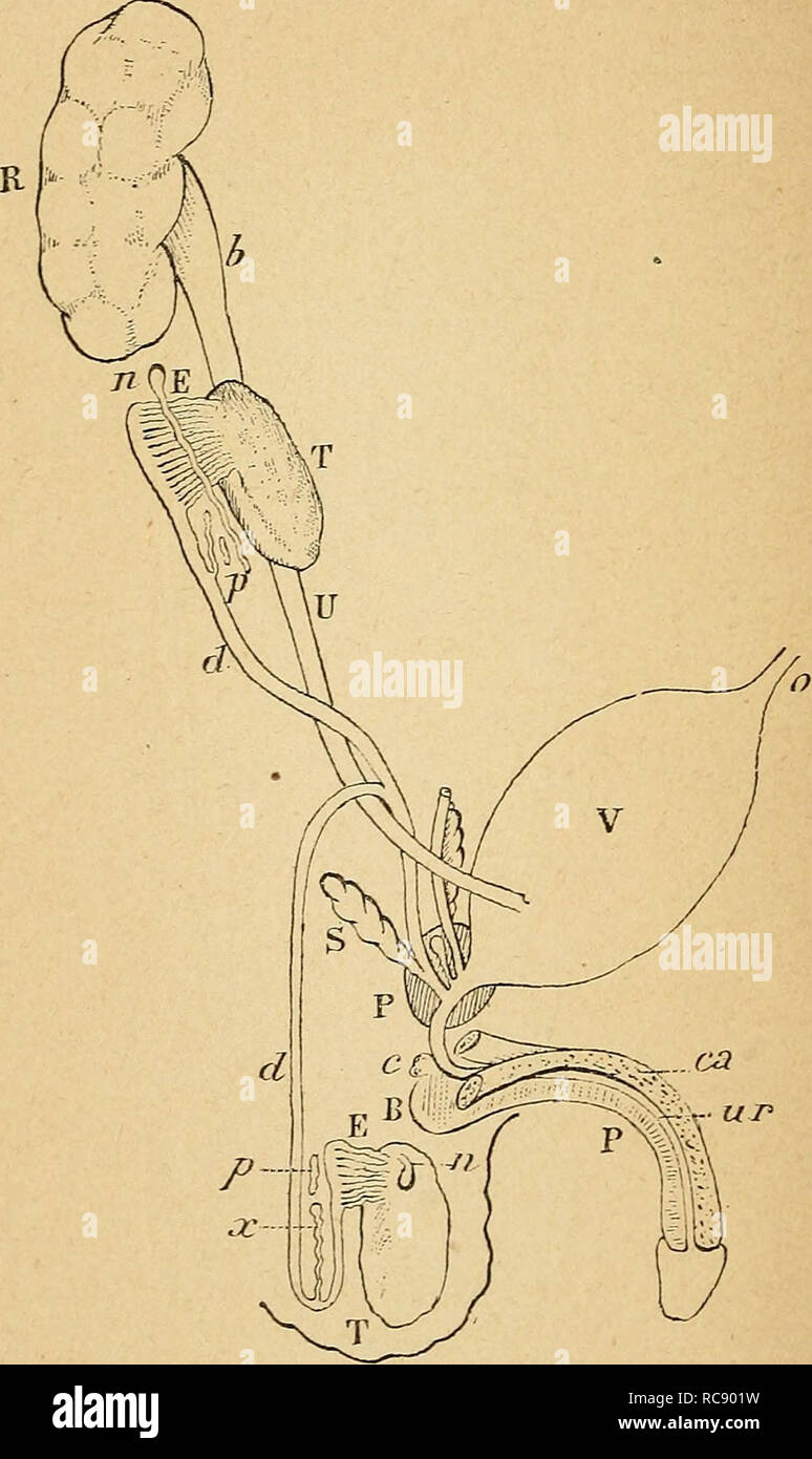 Sperme humain hi-res stock photography and images - Alamy