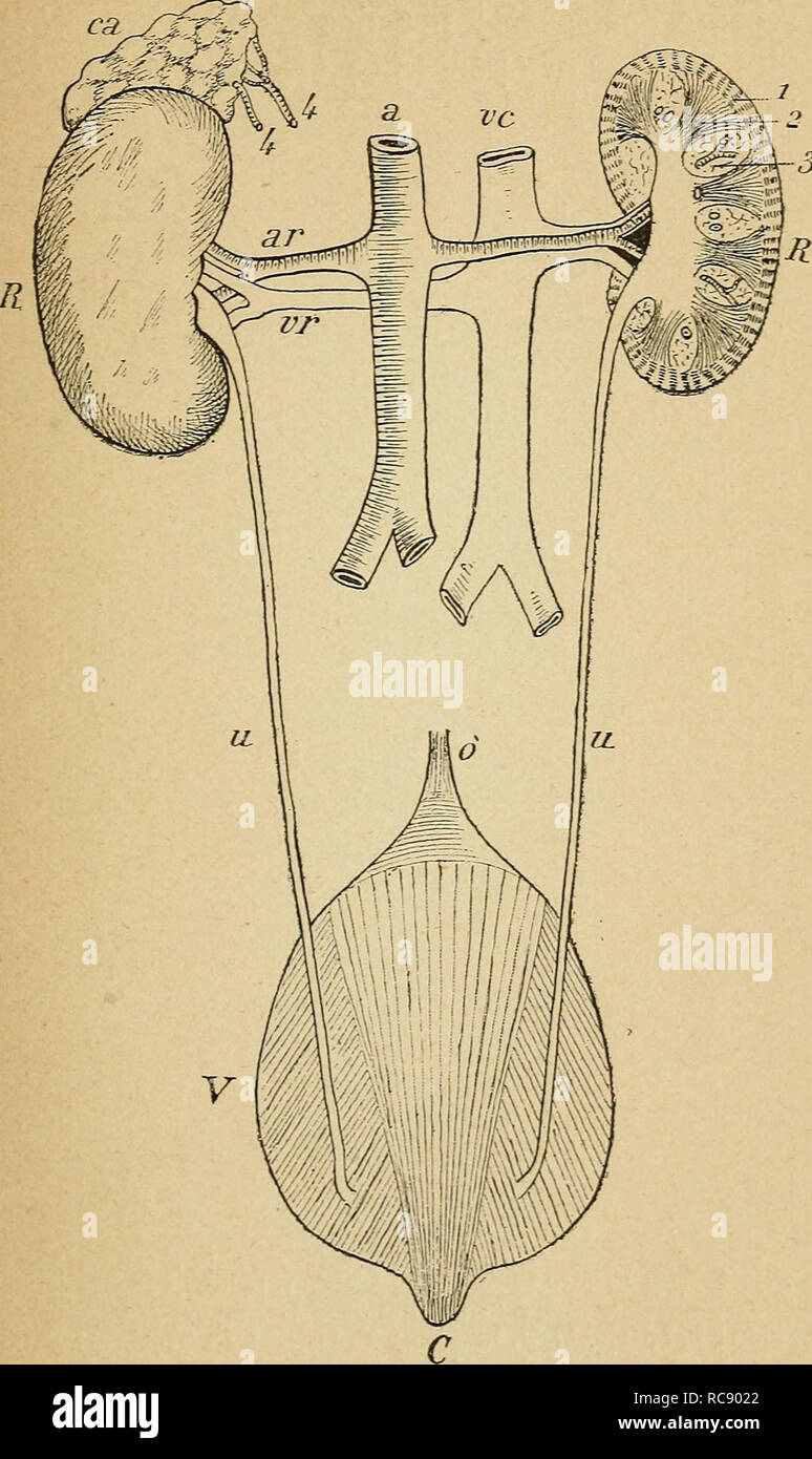 . ElÃ©ments d'anatomie et de physiologie gÃ©nitale et obstÃ©tricale ...