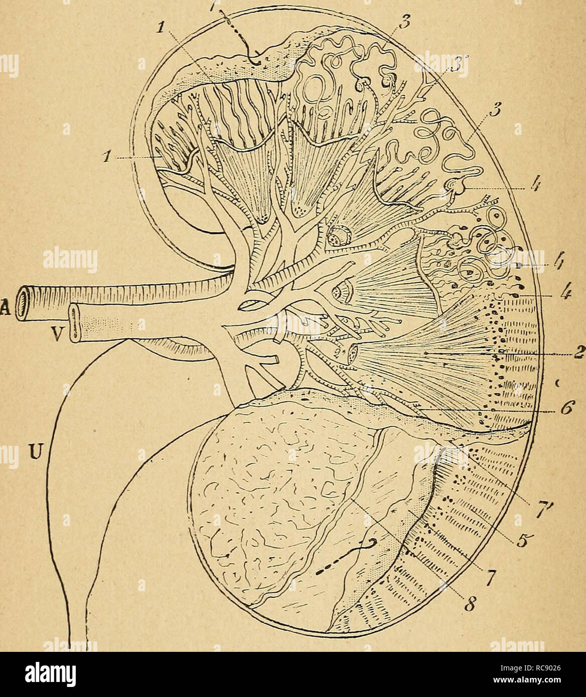Rein humain hi-res stock photography and images - Alamy