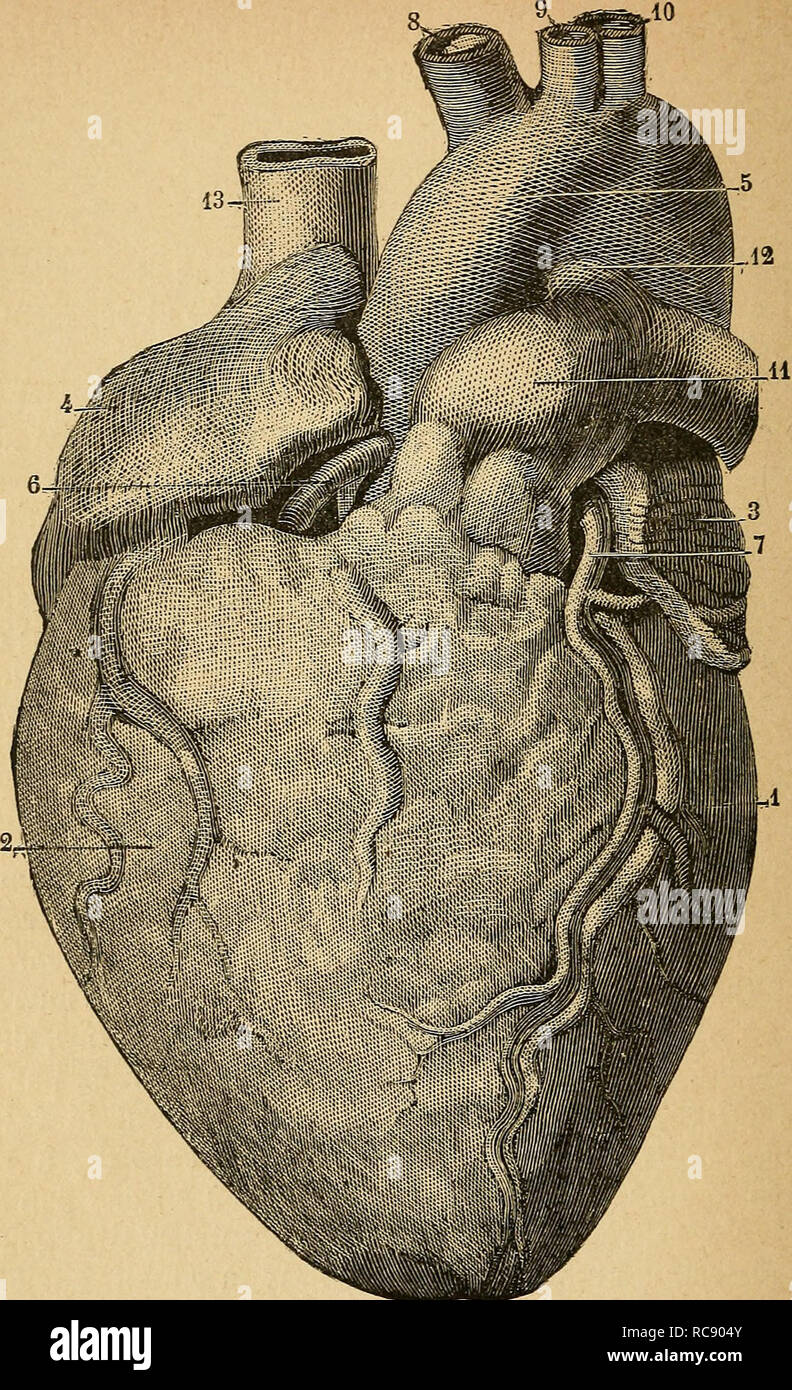Aorte thoracique hi-res stock photography and images - Alamy
