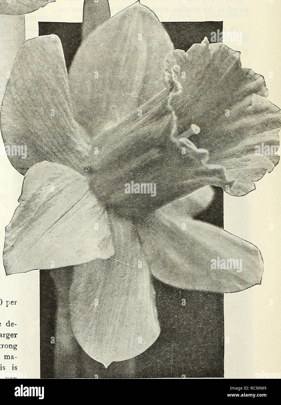 . Dreer's bulbs 1921. Flowers Seeds Catalogs; Bulbs (Plants) Seeds ...