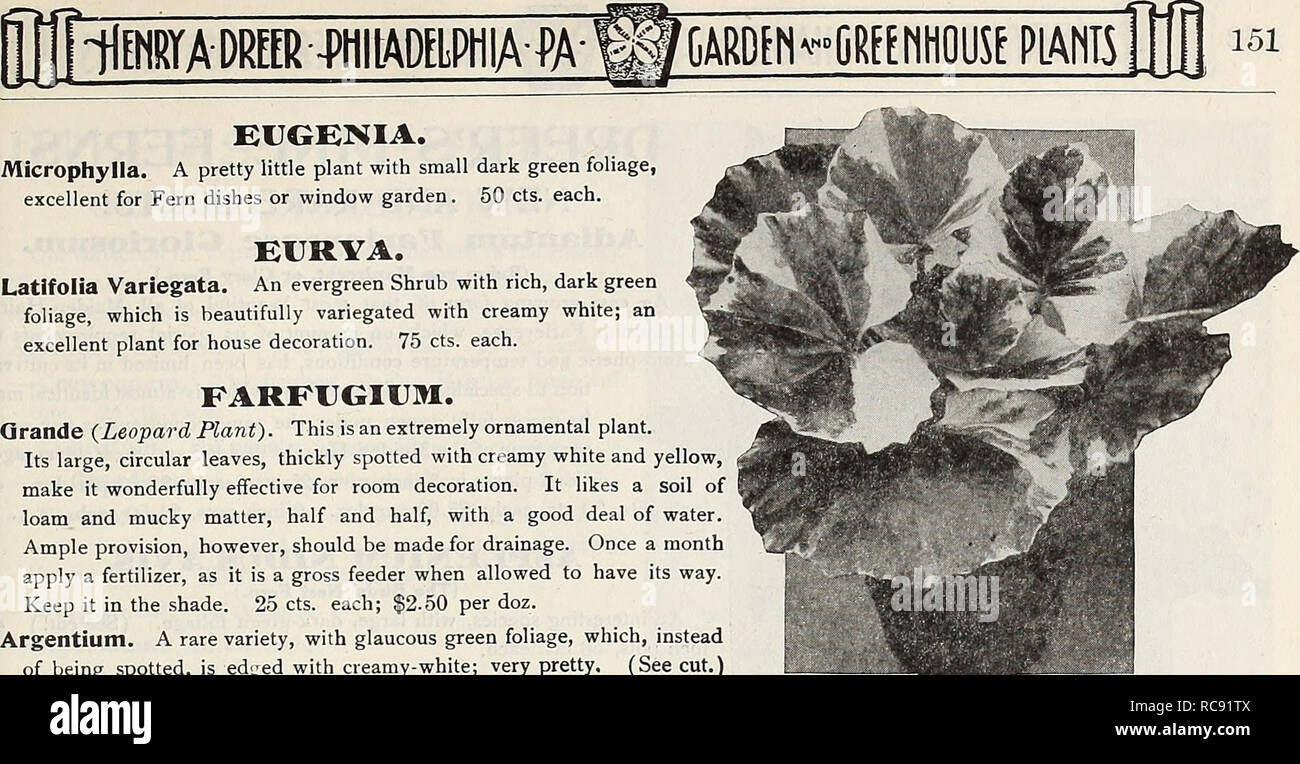 Eurya latifolia variegata hi-res stock photography and images - Alamy