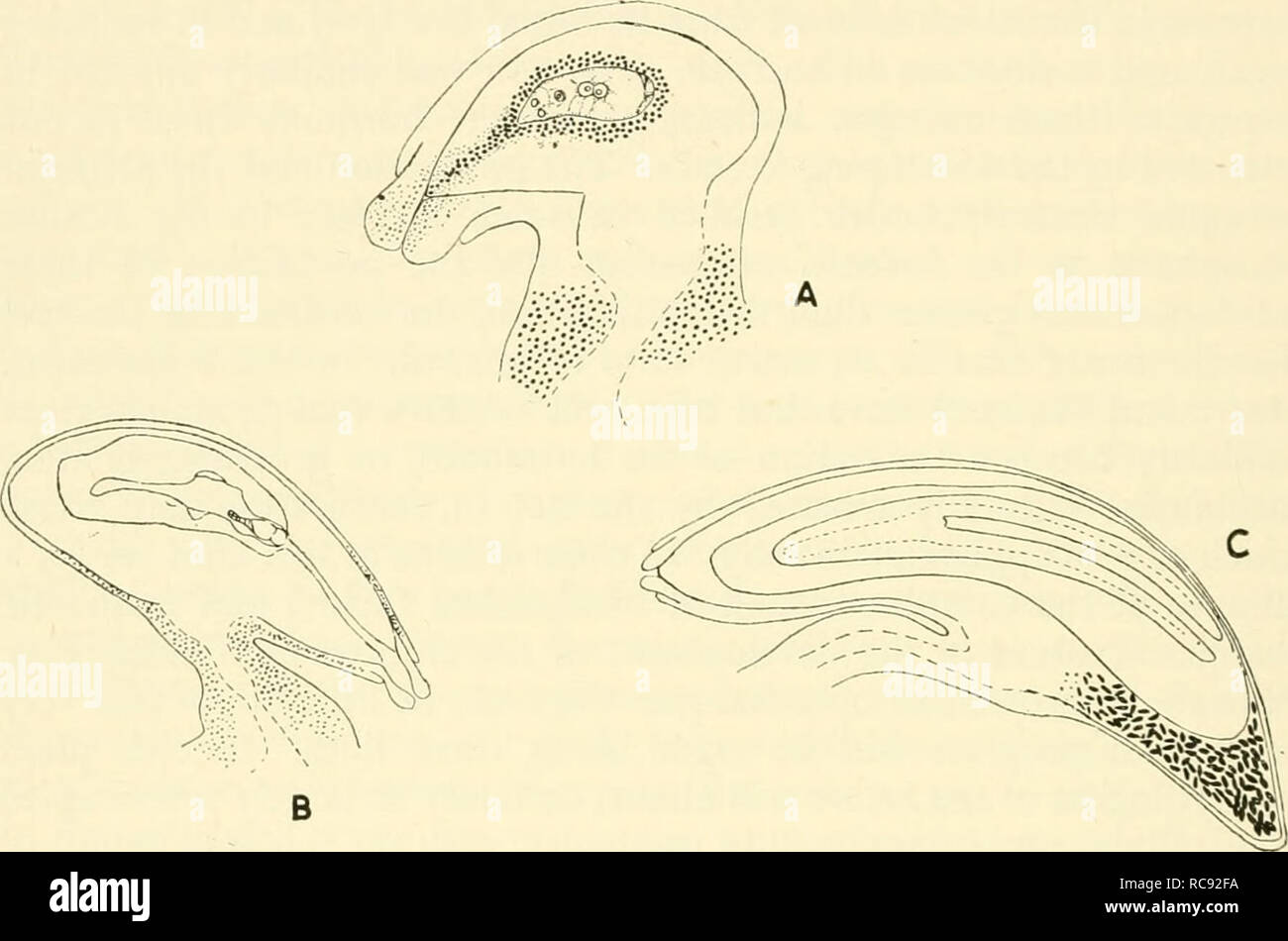 . Embryogenesis in plants. Embryology. 296 EMBRYOGENESIS IN PLANTS ...