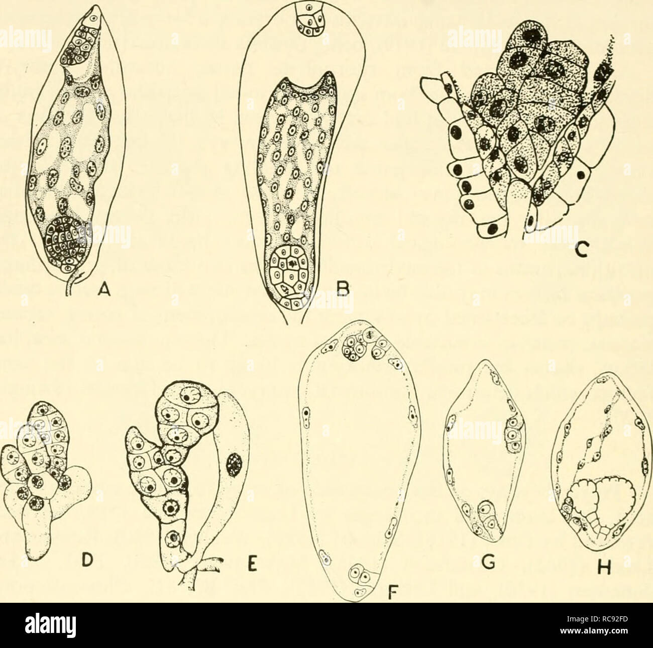 . Embryogenesis in plants. Embryology. 290 EMBRYOGENESIS IN PLANTS In ...
