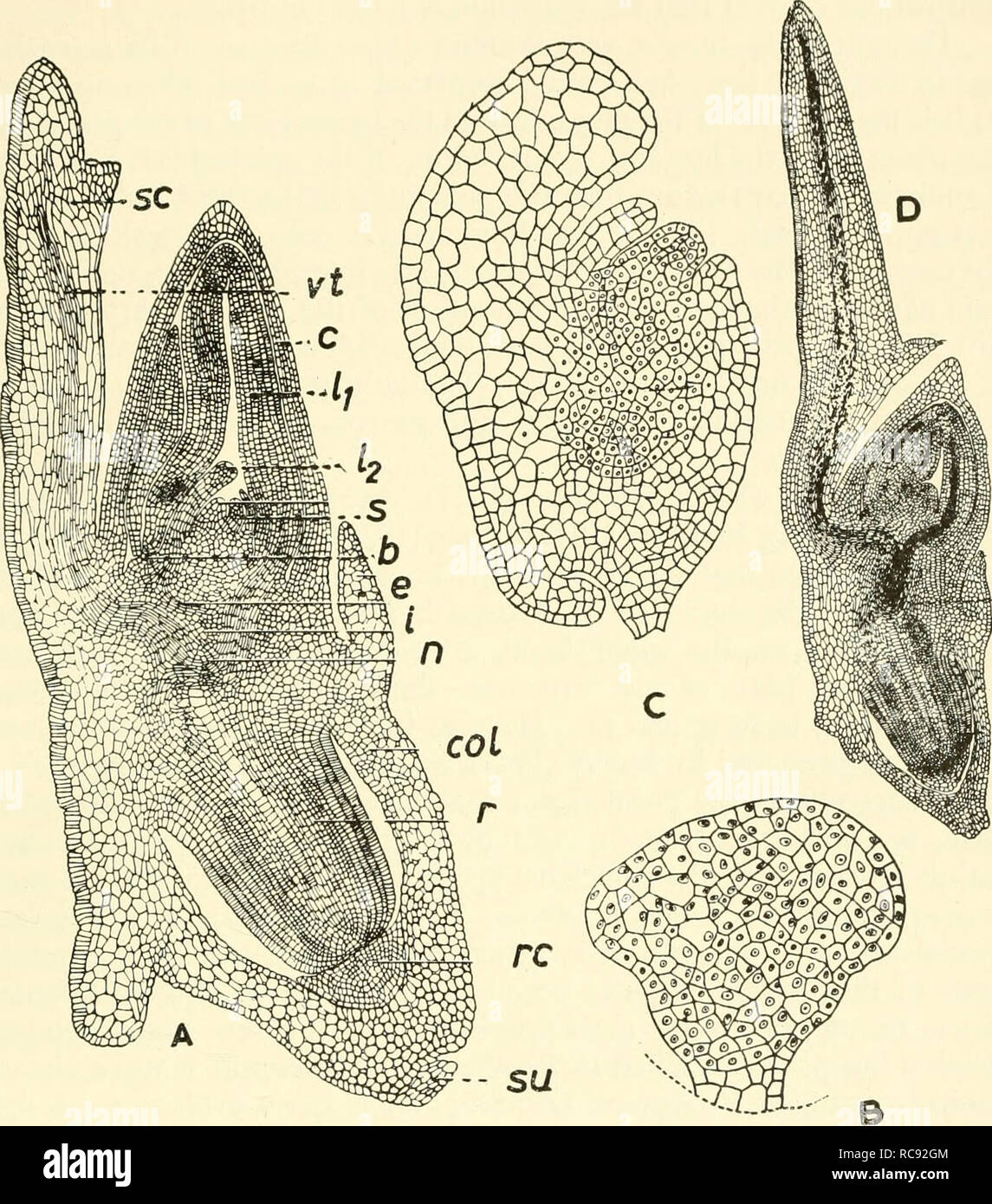 . Embryogenesis in plants. Embryology. Fig. 73. Grass Embryos A ...