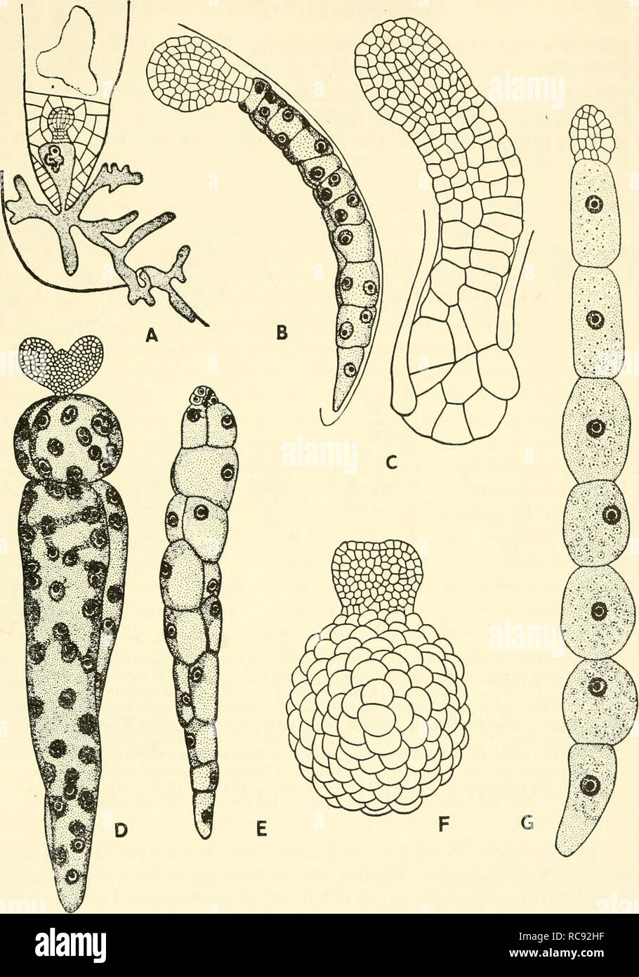 . Embryogenesis in plants. Embryology. Fig. 64. Modifications in the ...