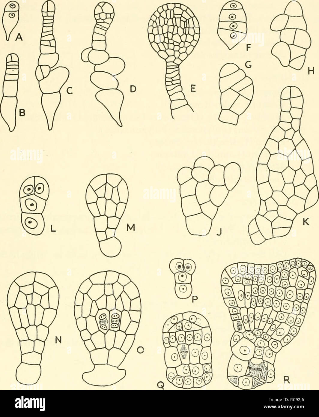 . Embryogenesis in plants. Embryology. Fig. 58. Illustrating the ...