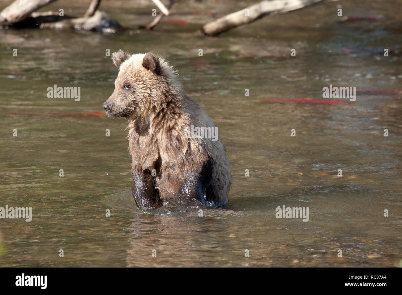 Portrait of a small brown cub brown bear. Cute cub bear stand in rever ...