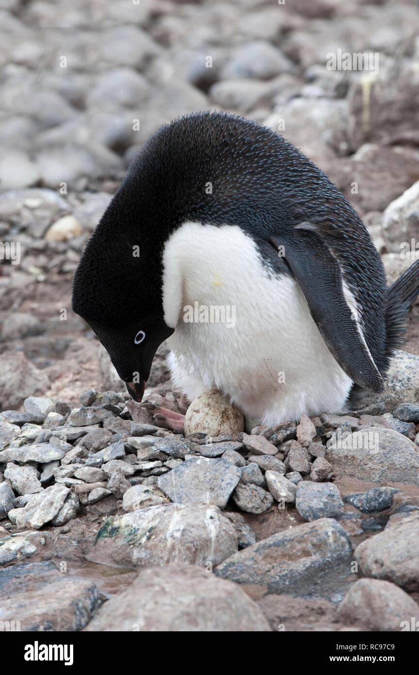 Adelie penguin (Pygoscelis adeliae) incubating an egg, Paulet Island ...