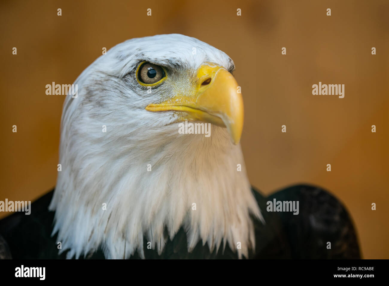Portrait of a bald eagle (Haliaeetus leucocephalus) on brown background ...