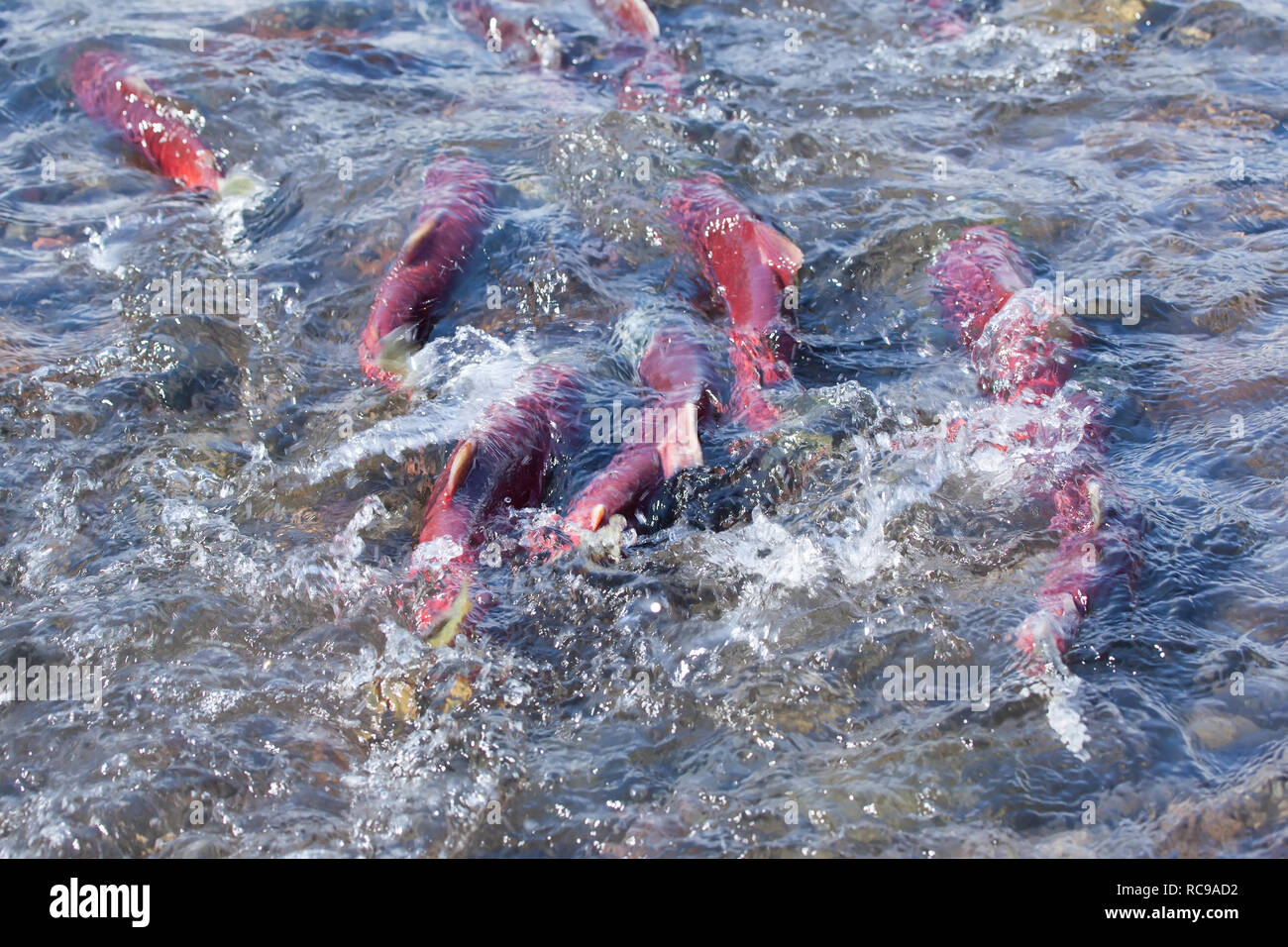salmon fish spawning in Kuril lake. Back view of bear. kronotsky nature ...