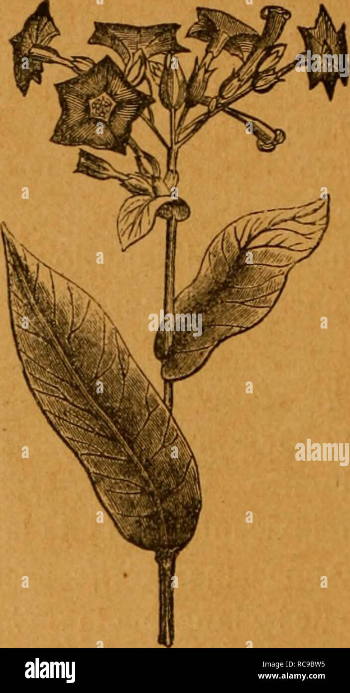 . El tabaco. Tobacco. i8 14. {Nicotian a pérsica. Lind.)—Tabaco de ...