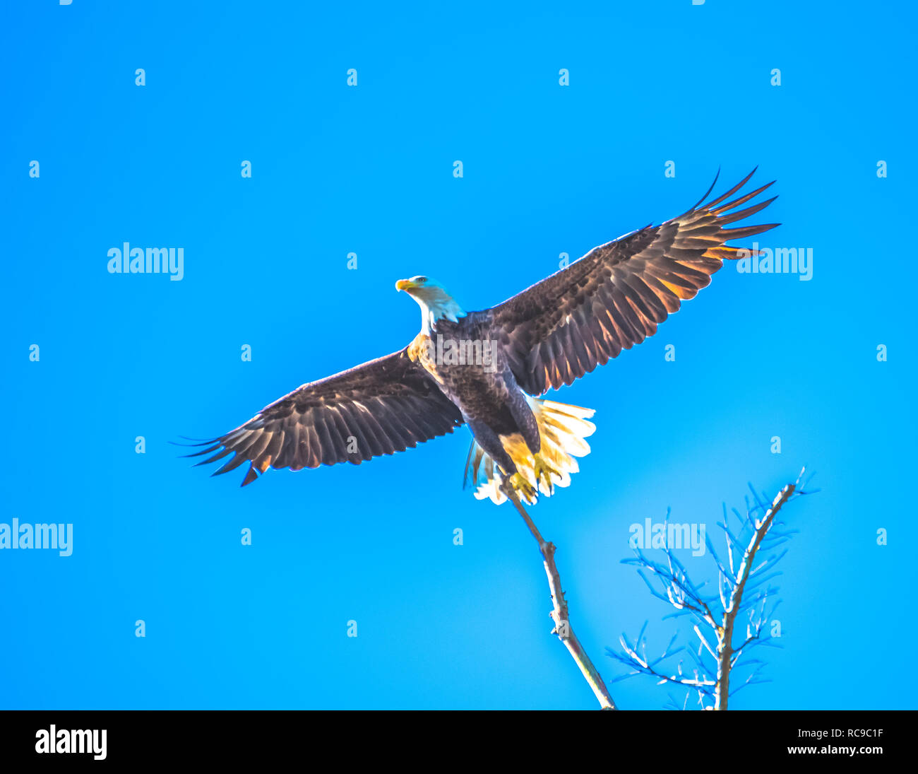 Female Bald Eagle Stock Photos & Female Bald Eagle Stock Images - Alamy