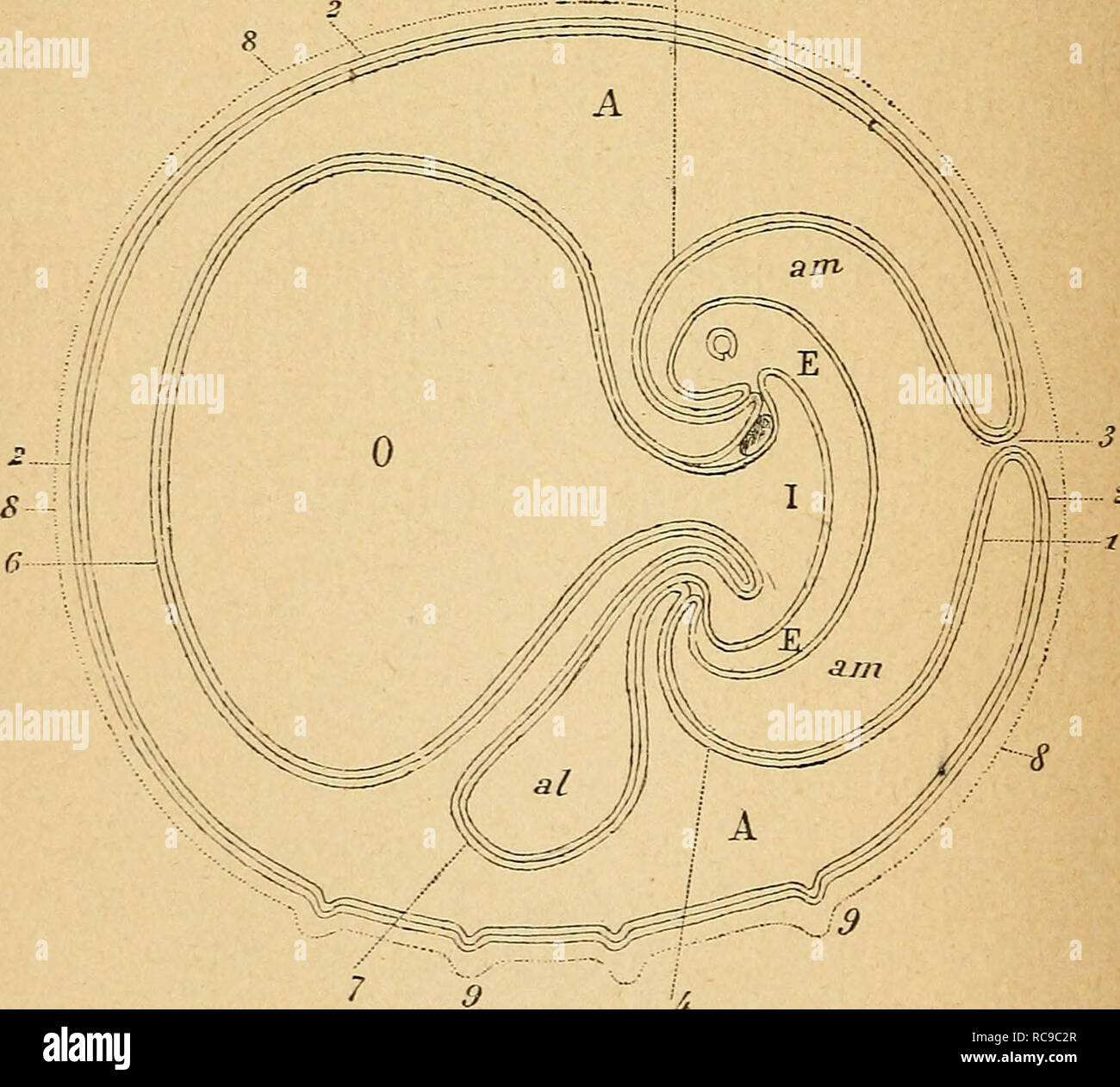 Placenta humain hi-res stock photography and images - Alamy