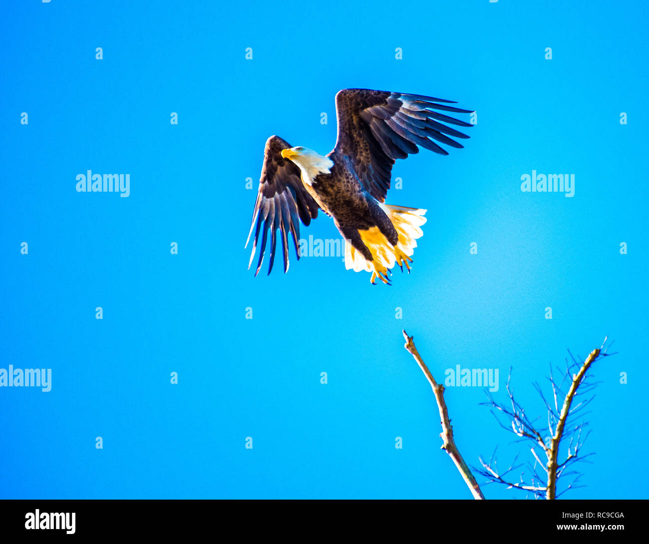 Female Bald Eagle Stock Photos & Female Bald Eagle Stock Images - Alamy