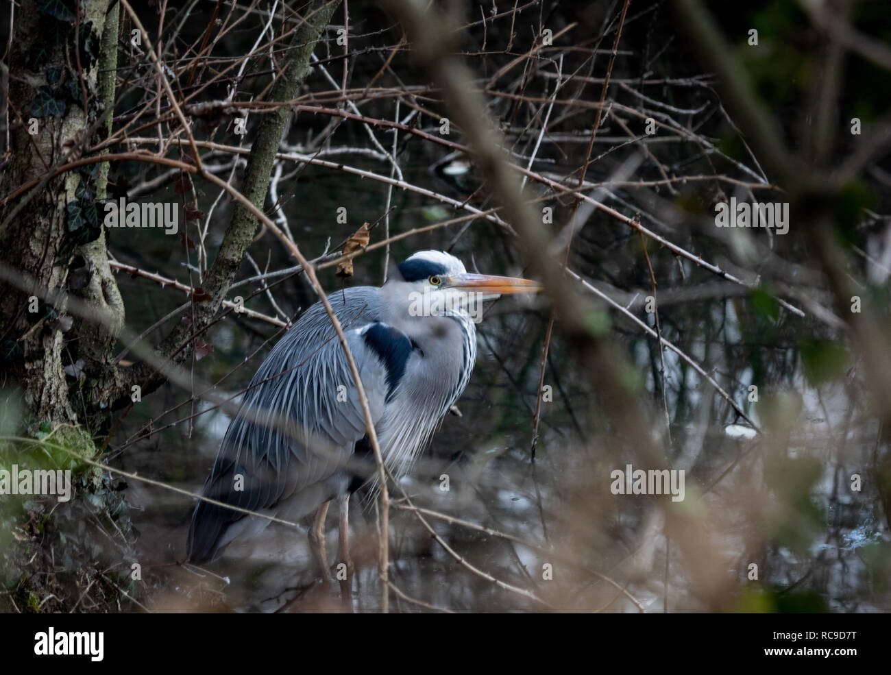 Grey pond hi-res stock photography and images - Alamy