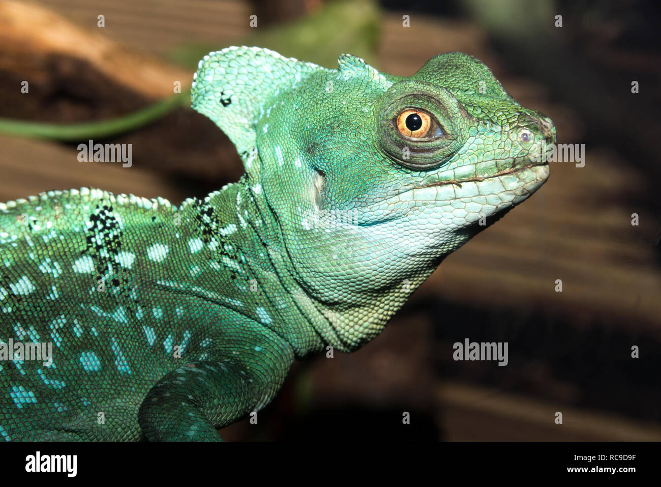 Plumed green basilisk hi-res stock photography and images - Alamy