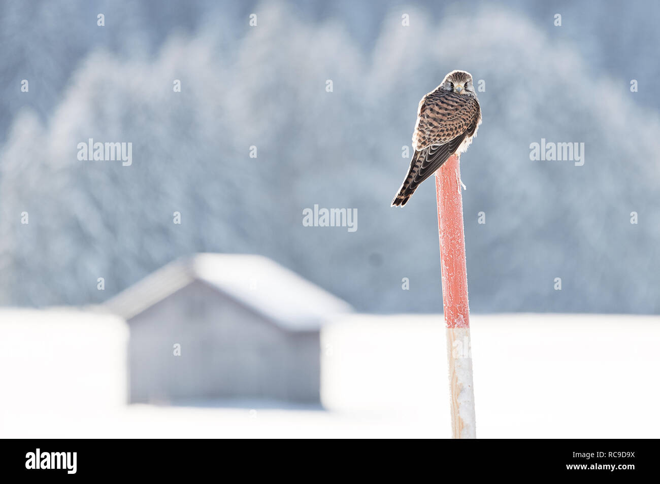 A falcon is observing his surrounding for mice in the cold weather up ...