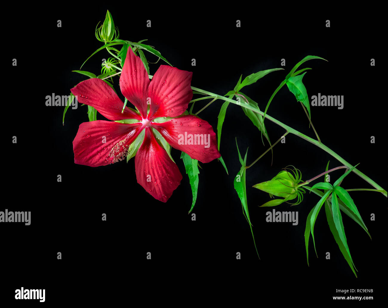 Hibiscus coccineus or scarlet rosemallow, is a hardy Hibiscus species ...