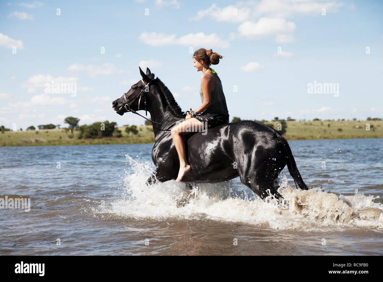Recreational riding horse hi-res stock photography and images - Alamy