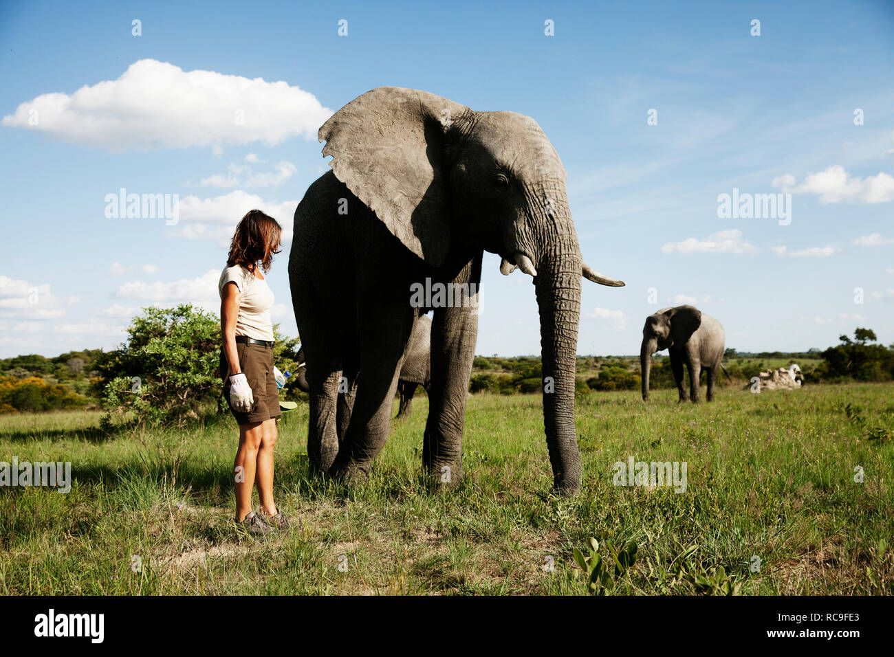 Mature woman standing next to elephant Stock Photo - Alamy