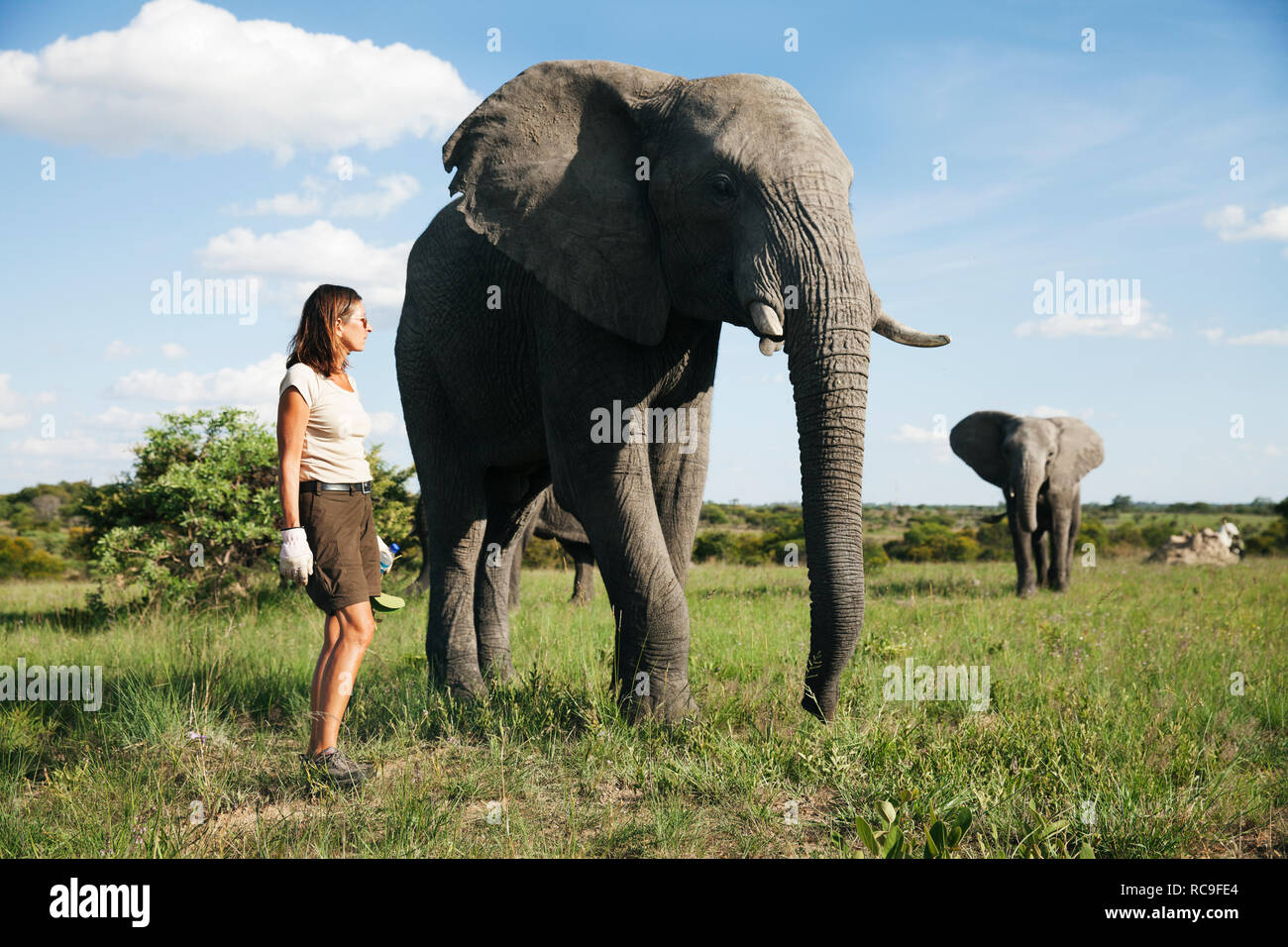 Woman with elephant in safari camp Stock Photo - Alamy