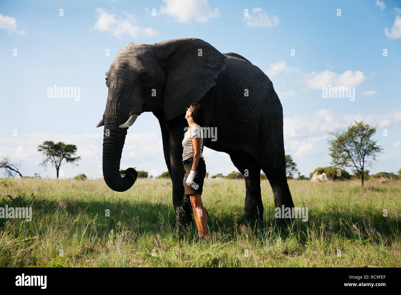 Mature woman standing next to elephant Stock Photo - Alamy