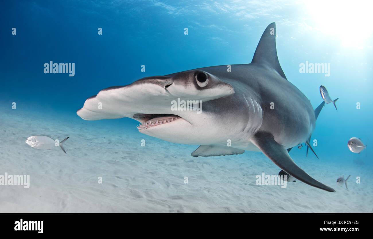 Great Hammerhead shark, Alice Town, Bimini, Bahamas Stock Photo - Alamy