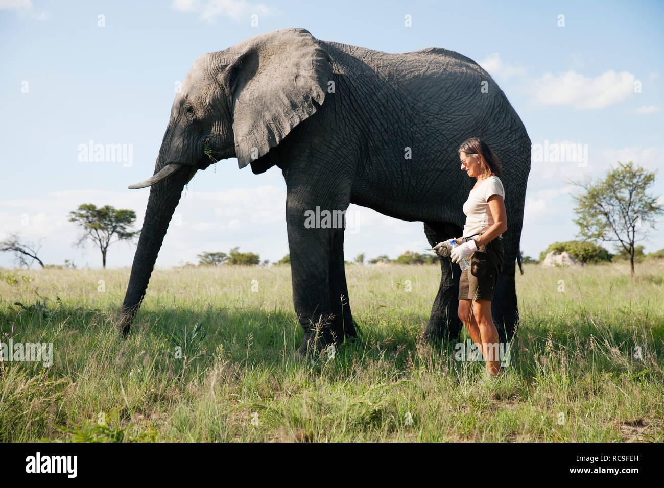 Mature woman standing next to elephant Stock Photo - Alamy