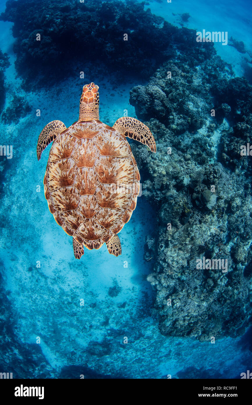 Green sea turtle, Cozumel, Quintana Roo, Mexico Stock Photo - Alamy