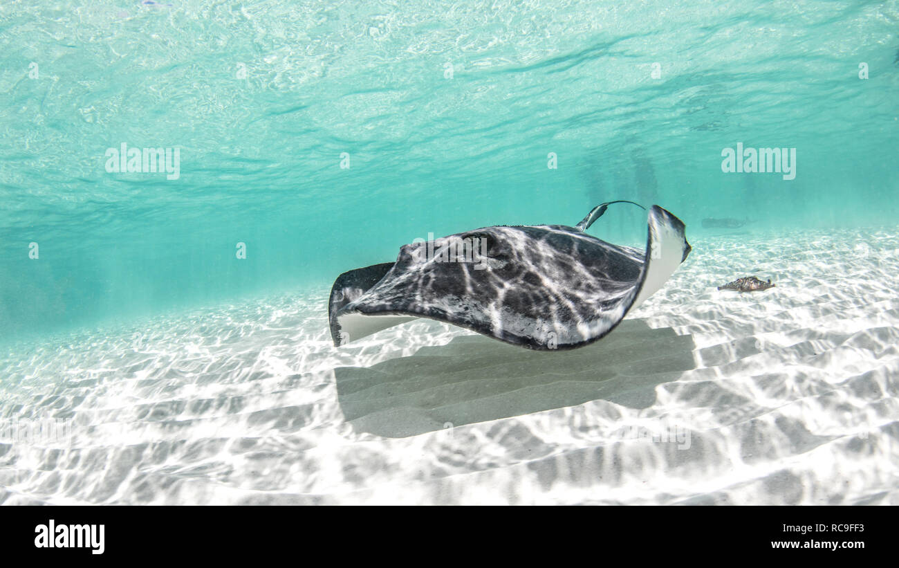 Southern stingray, Cozumel, Quintana Roo, Mexico Stock Photo - Alamy