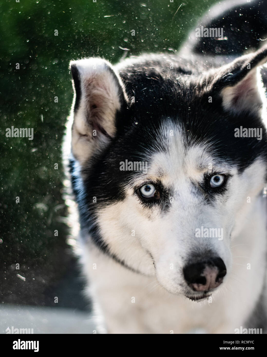Siberian Husky Dog Shaking his head Stock Photo - Alamy