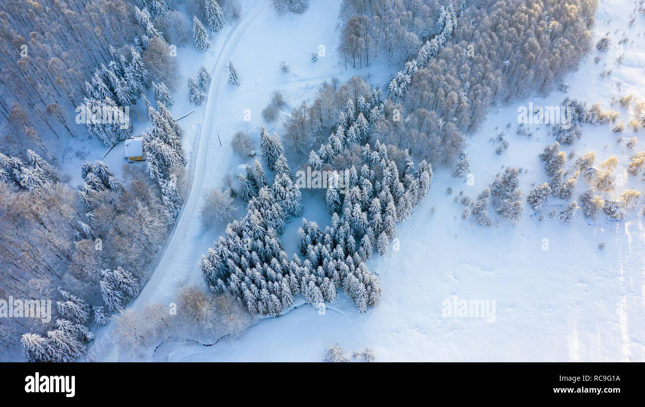 Aerial view of the forest at winter. The trees are covered with snow ...