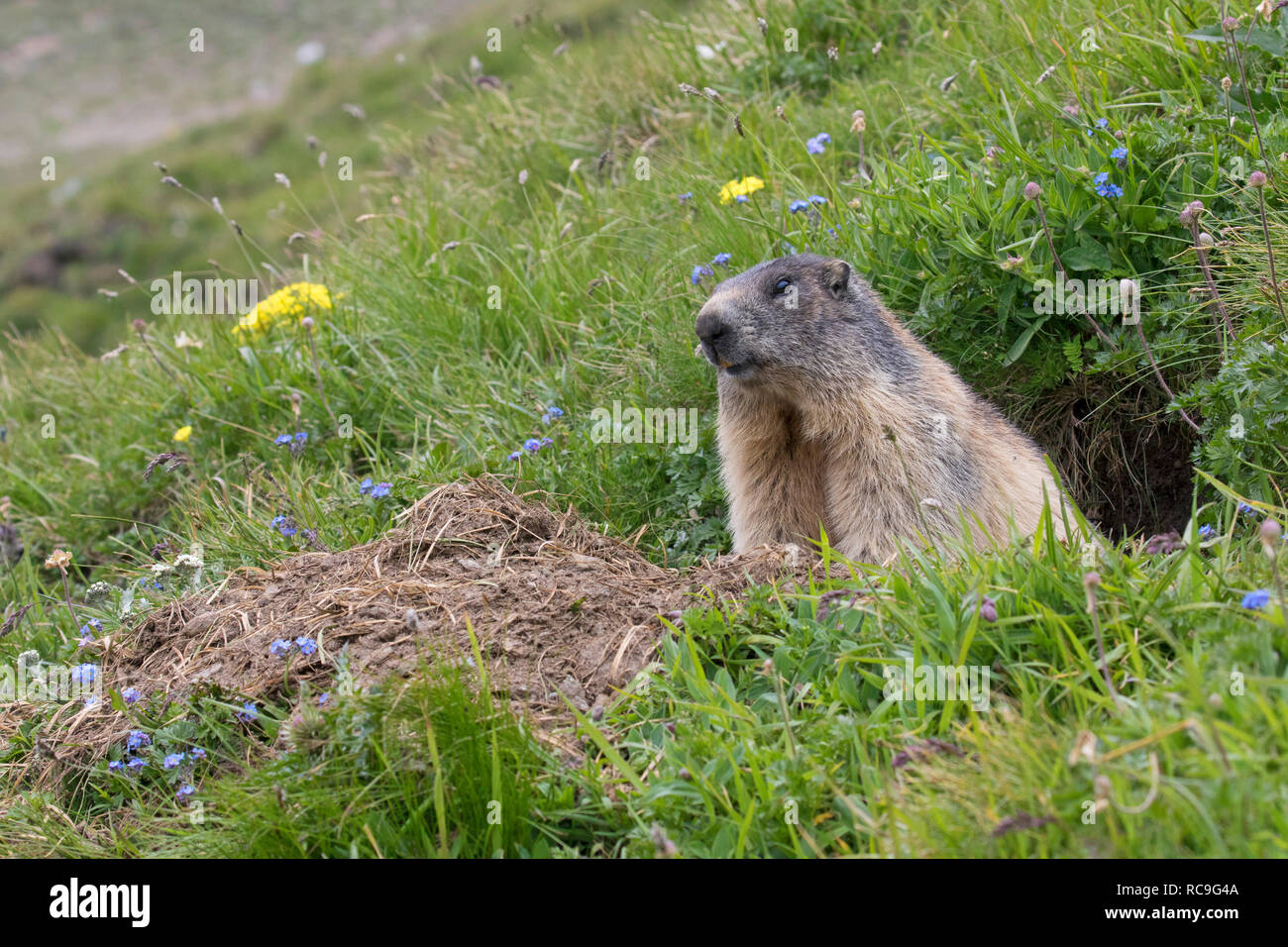 Marmot burrow hi-res stock photography and images - Alamy