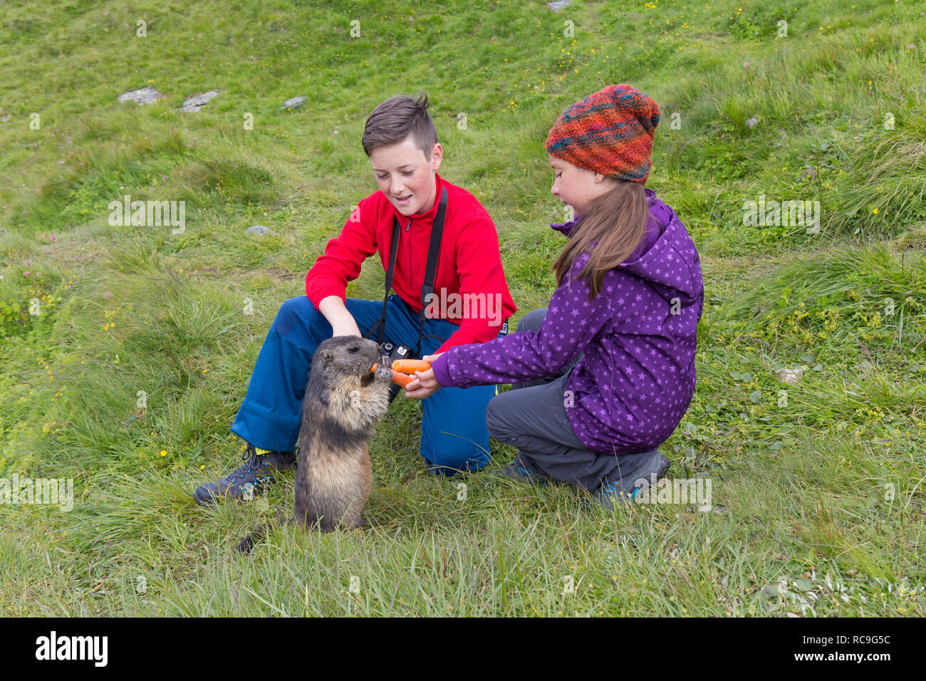 Two children feeding carrots to tame Alpine marmot (Marmota marmota) in summer in the Alps Stock ...