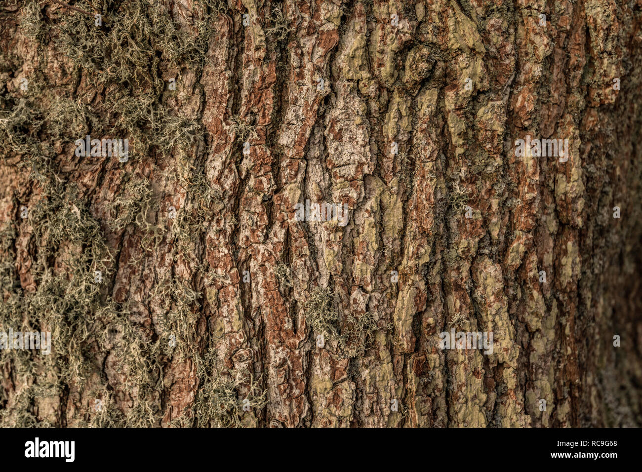 Oak Tree Bark Stock Photo - Alamy