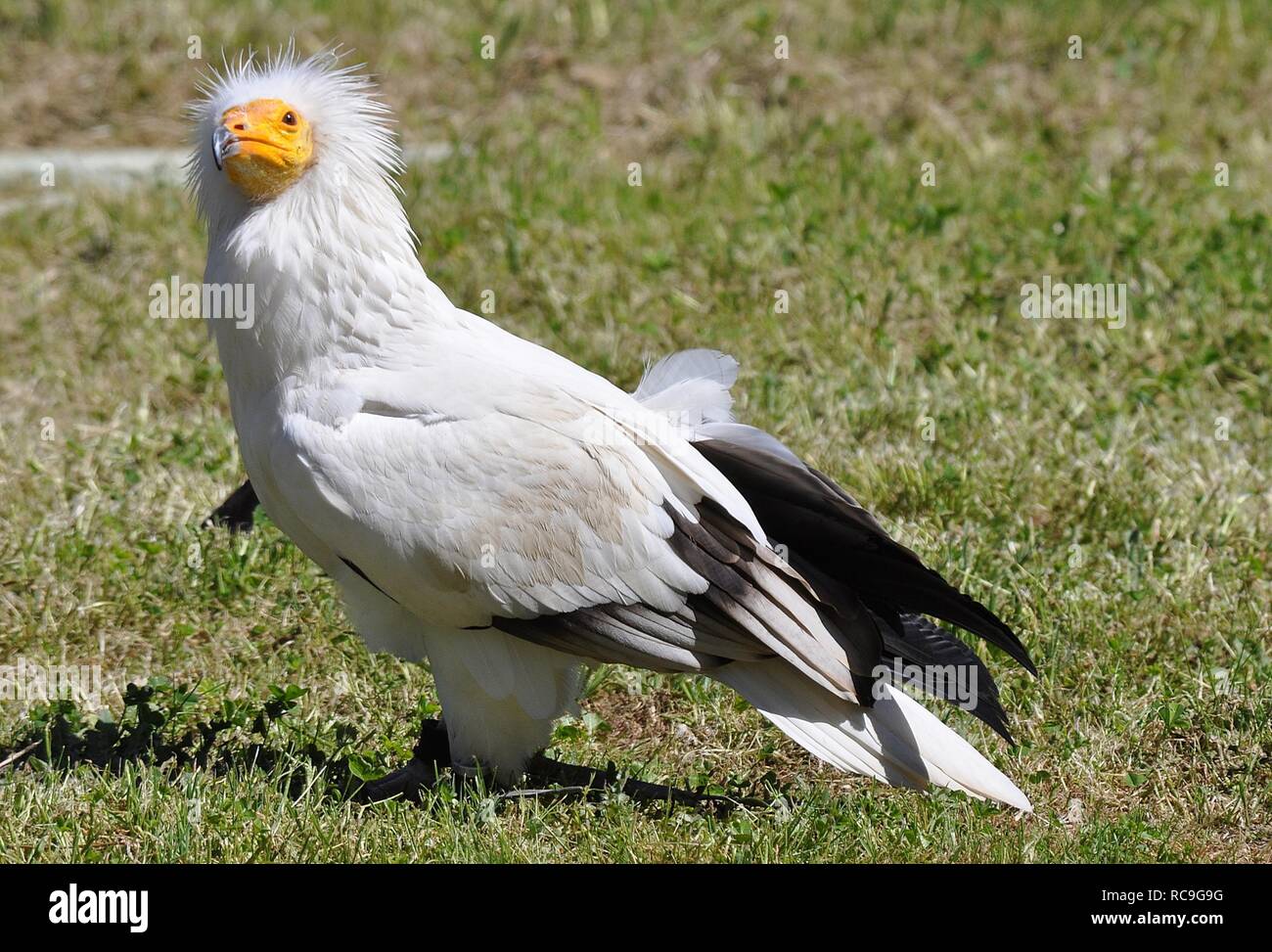 Vulture talons hi-res stock photography and images - Alamy