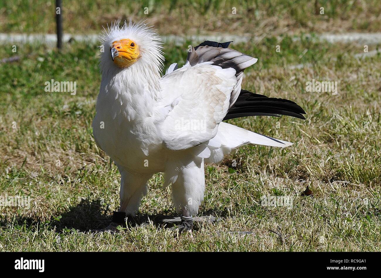Vulture talon hi-res stock photography and images - Alamy
