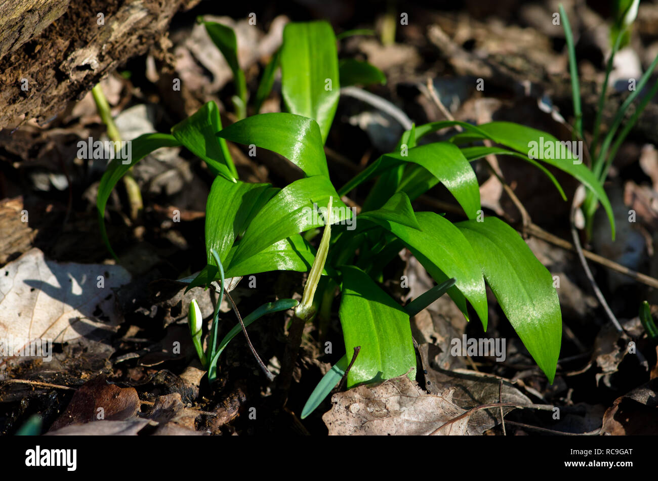healthy spring green garlic leaves Stock Photo - Alamy