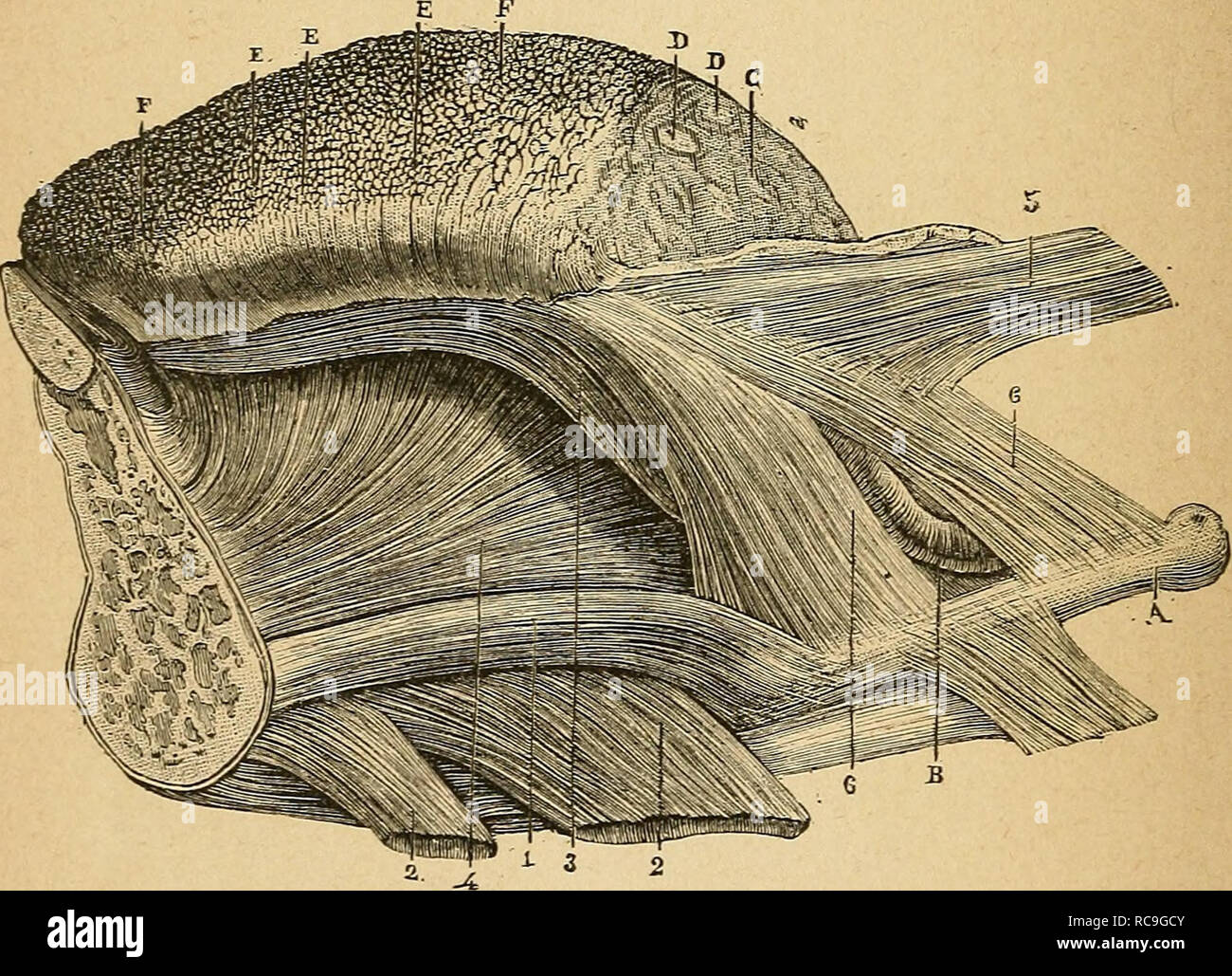 Cheval humain hi-res stock photography and images - Alamy