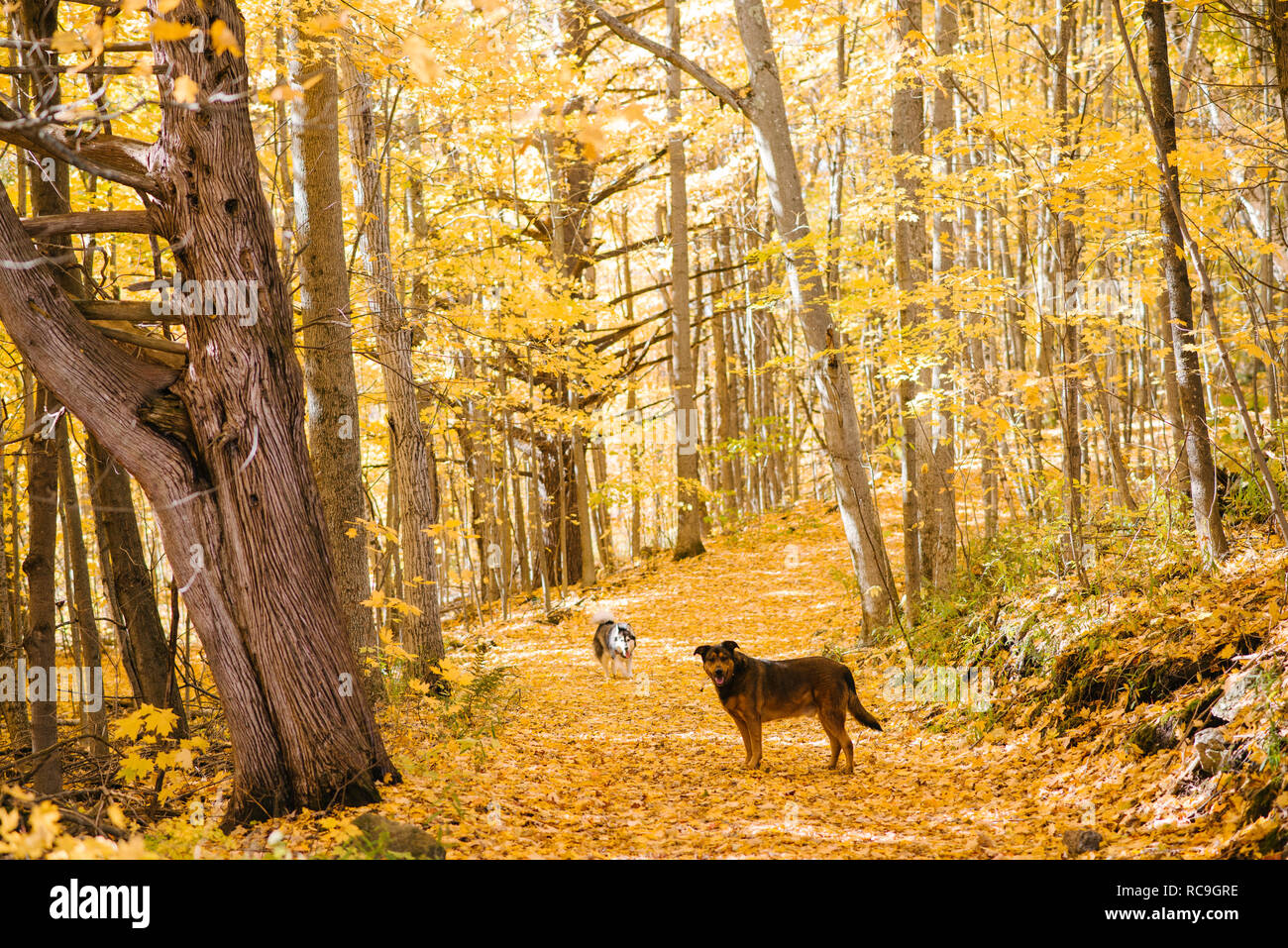 Dog waiting in forest hi-res stock photography and images - Alamy