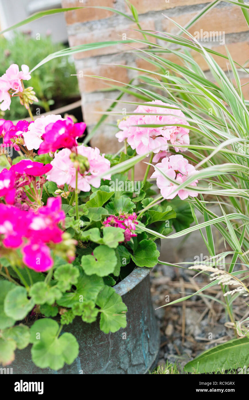 Pink geraniums in pot Stock Photo - Alamy